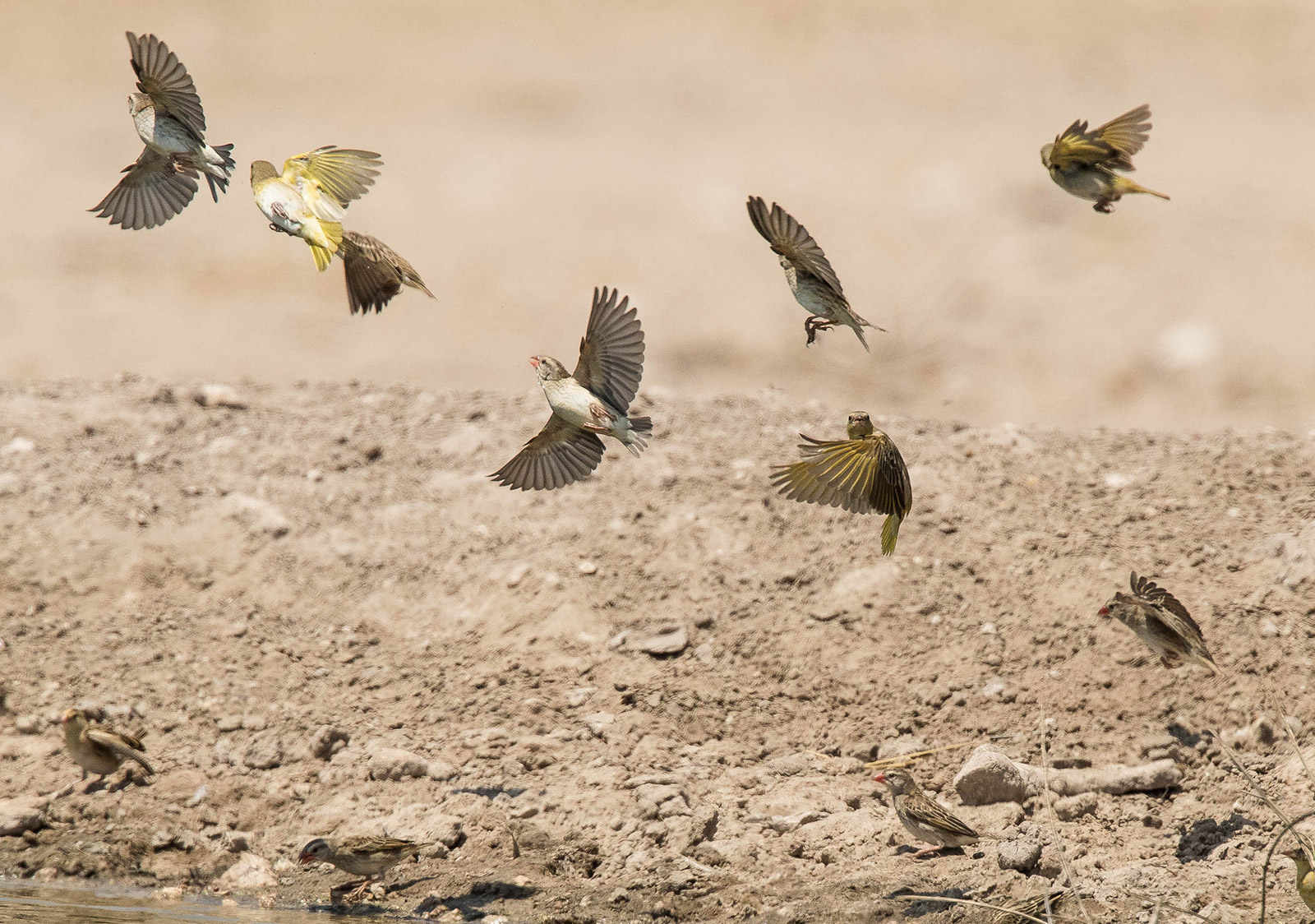 Dinaka - Ker & Downey Botswana