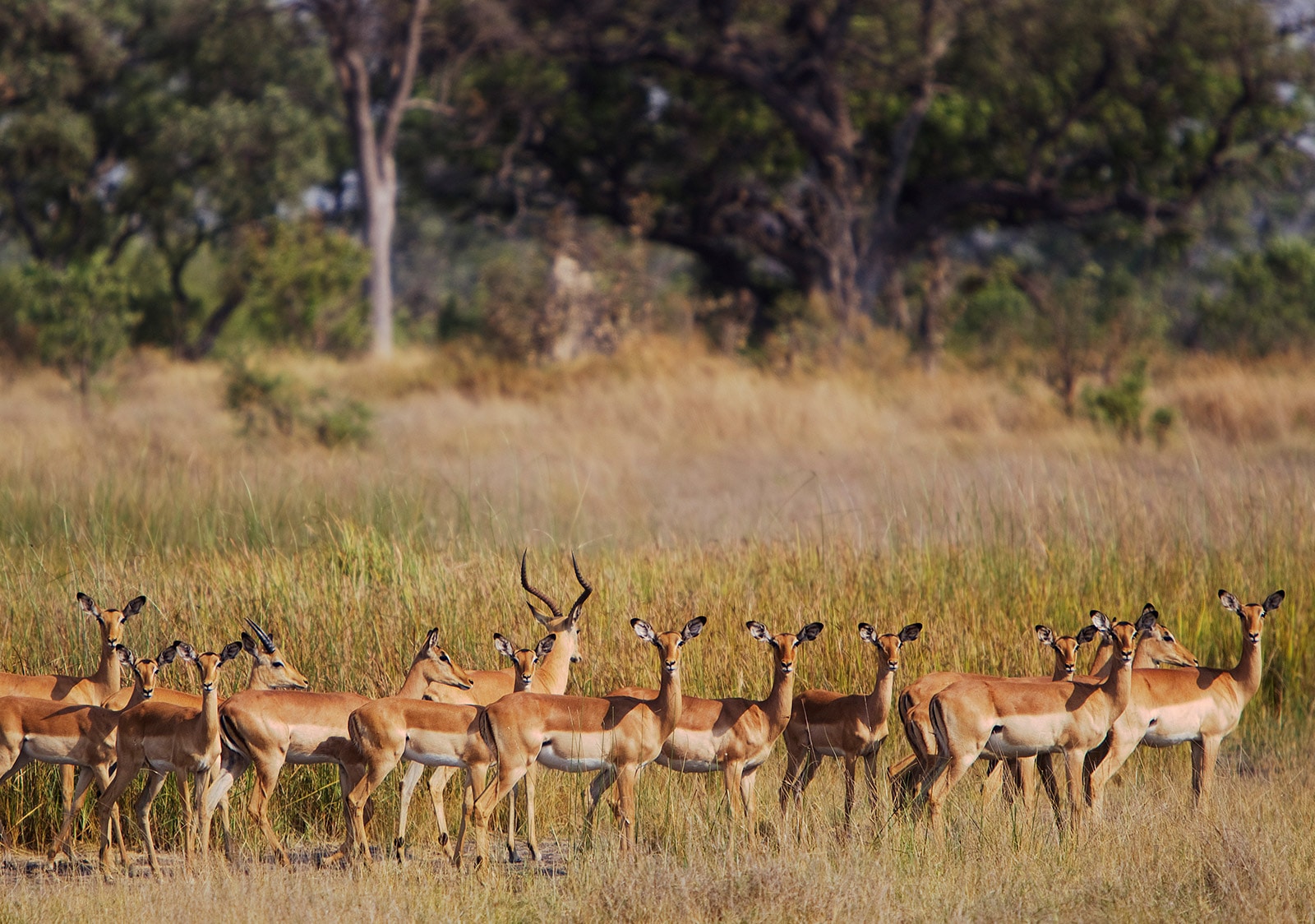 Kanana - Ker & Downey Botswana